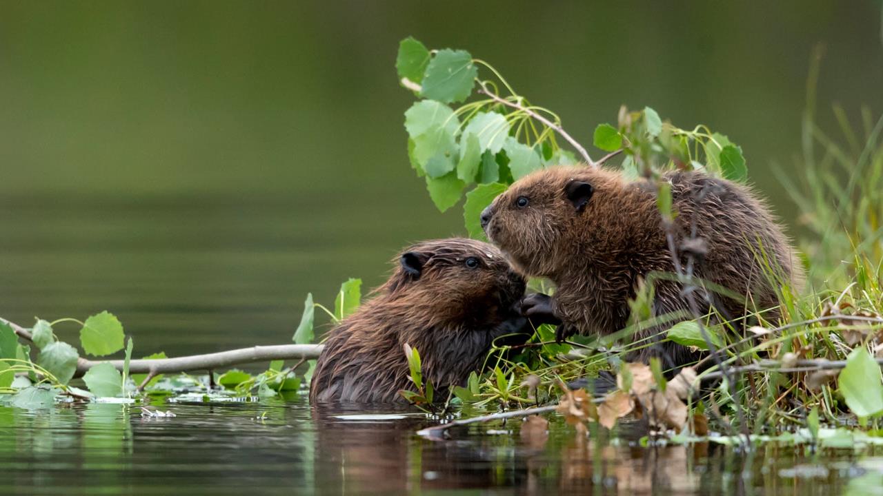 Baby Eurasian beavers - 高清壁纸 - 浮云网