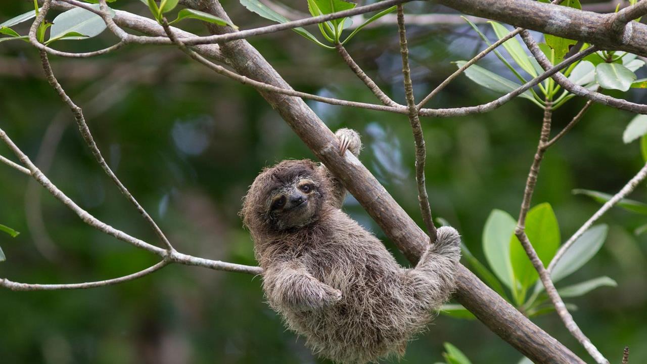 Pygmy three-toed sloth baby - 高清壁纸 - 浮云网
