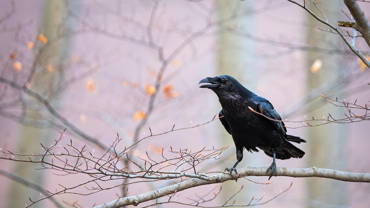 Common raven sitting on a branch - 高清壁纸 - 浮云网
