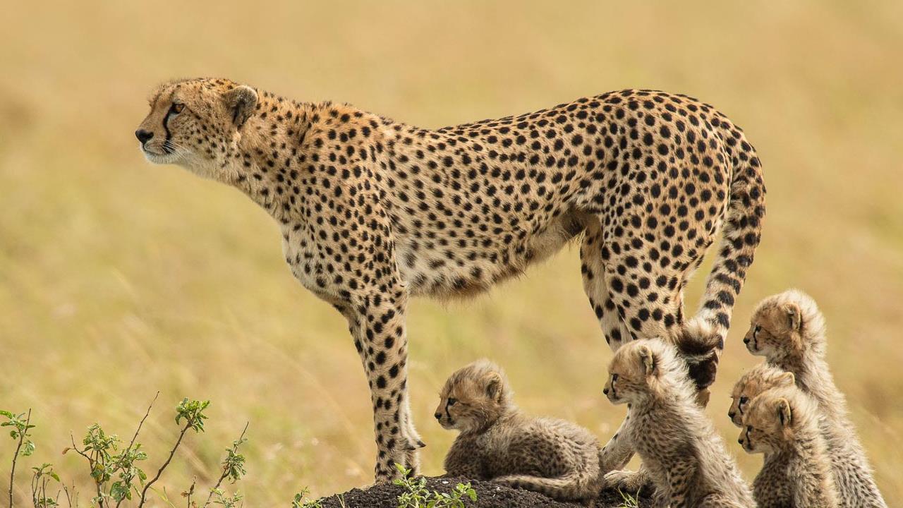 A mother cheetah and her cubs in the Masai Mara National Reserve - 高清壁纸 ...