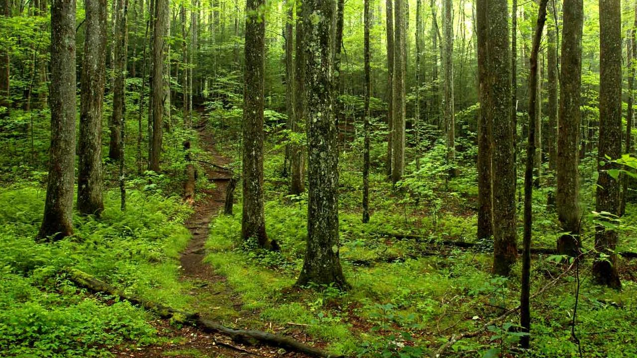 Forest path in Great Smoky Mountains National Park - 高清壁纸 - 浮云网