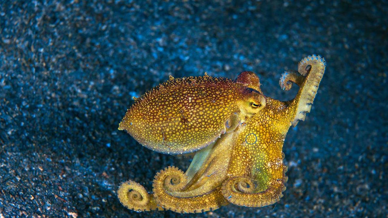 Mototi octopus - 高清壁纸 - 浮云网