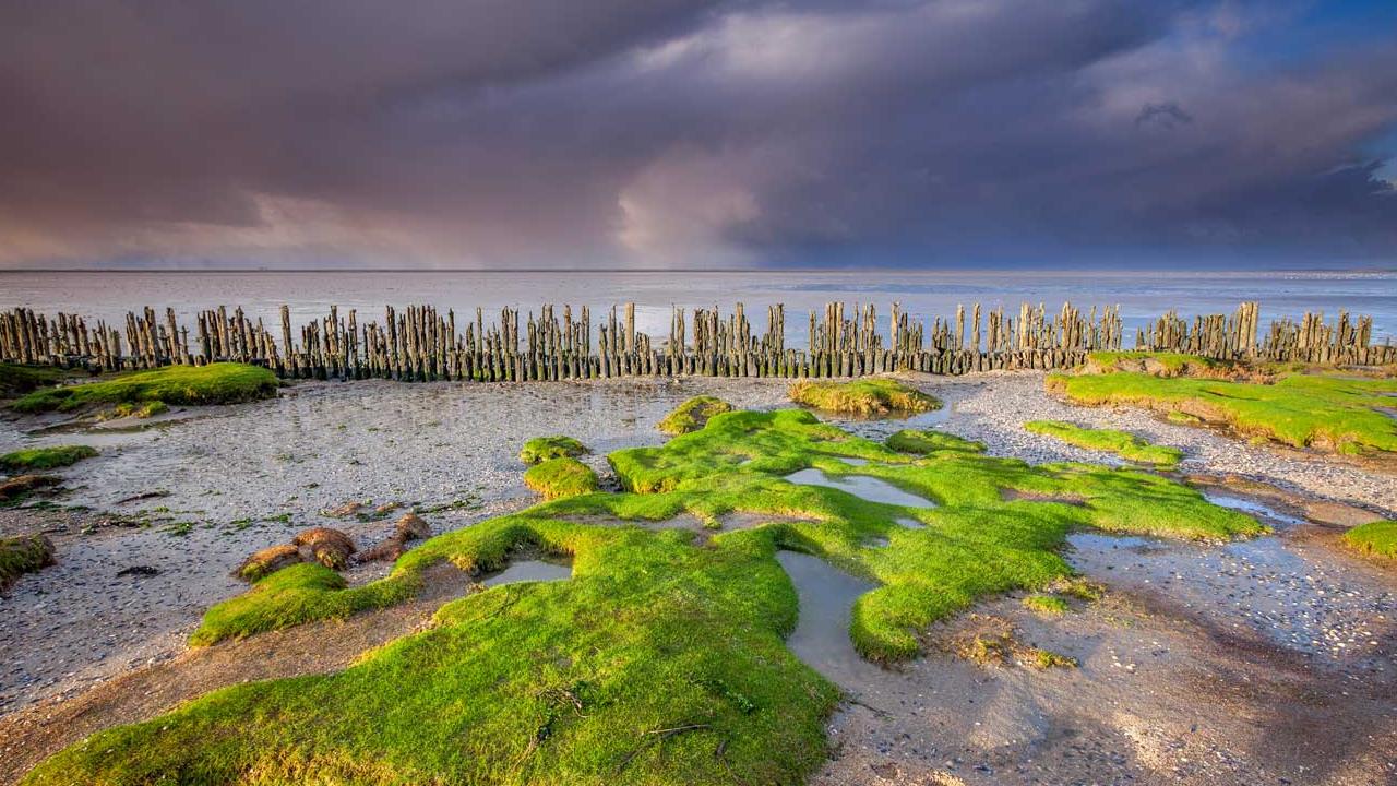 Wadden Sea coast - 高清壁纸 - 浮云网