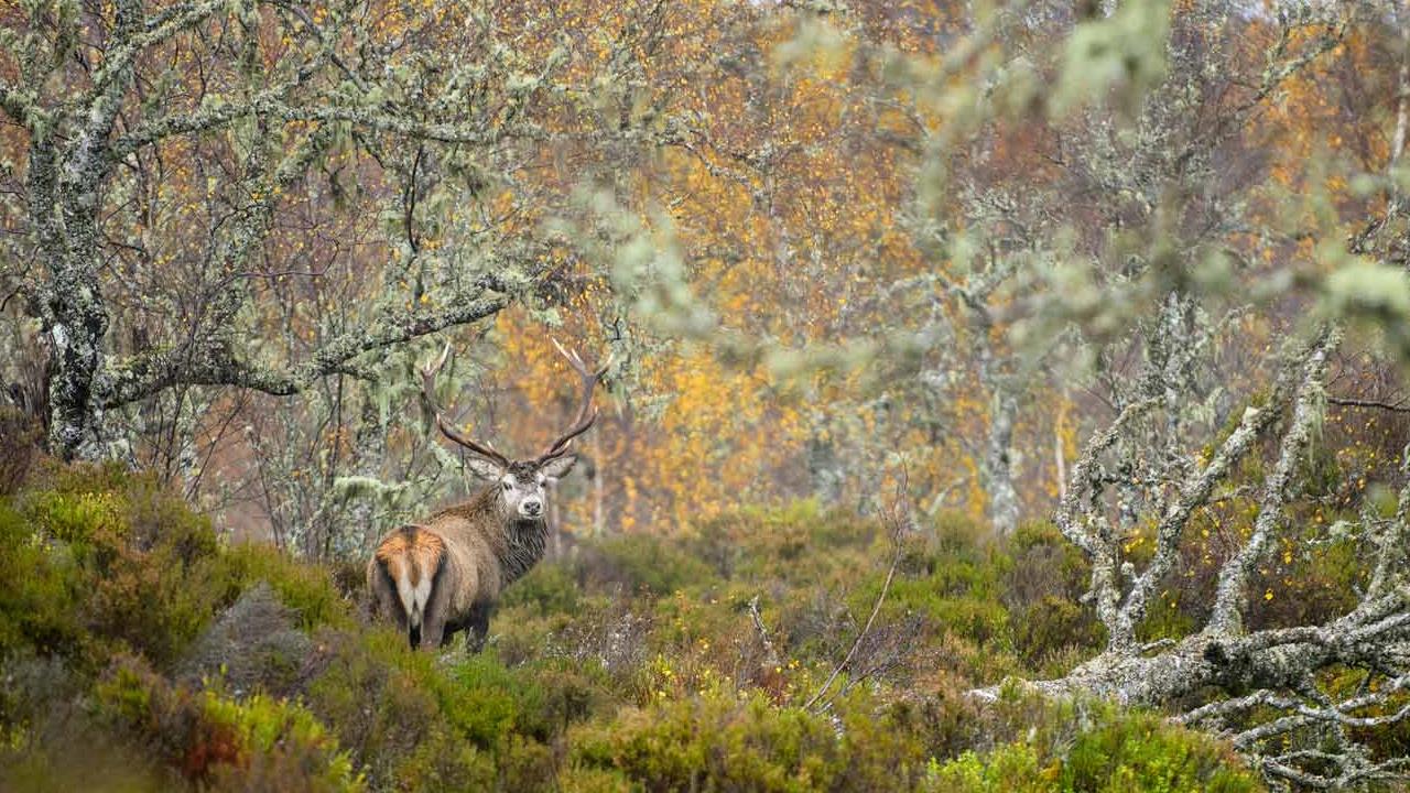Red deer stag in the Caledonian Forest - 高清壁纸 - 浮云网