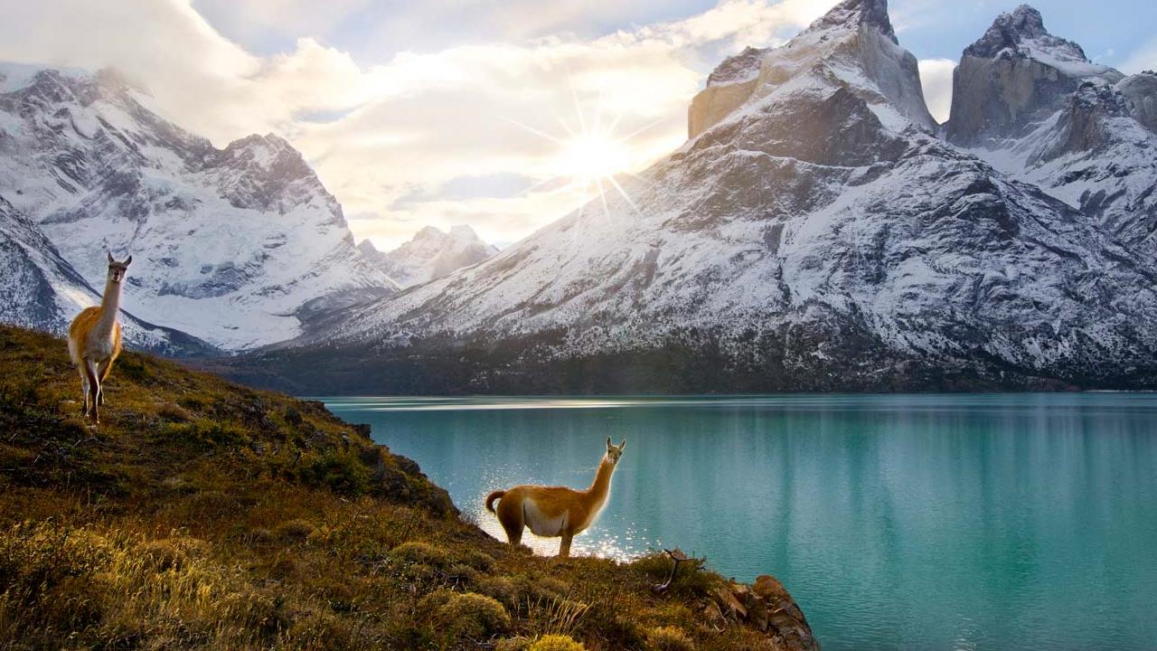 Guanacos - 高清壁纸 - 浮云网