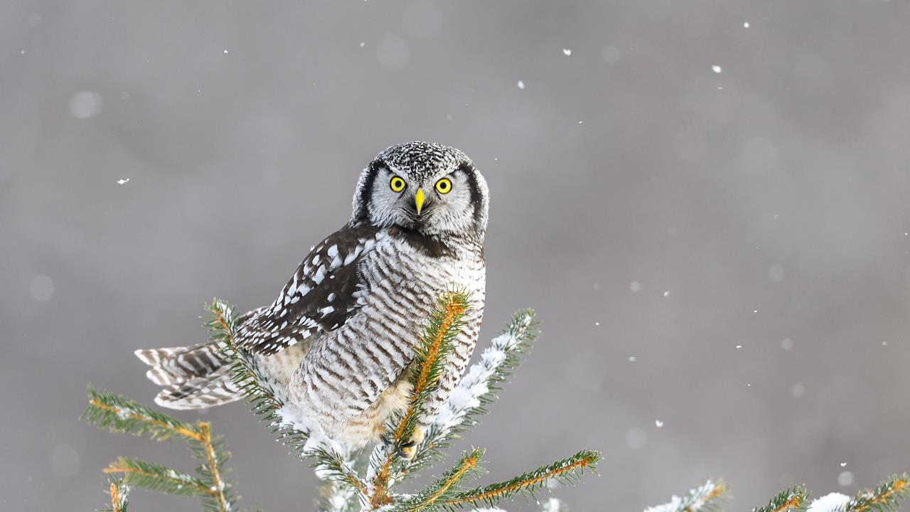 Northern hawk-owl - 高清壁纸 - 浮云网