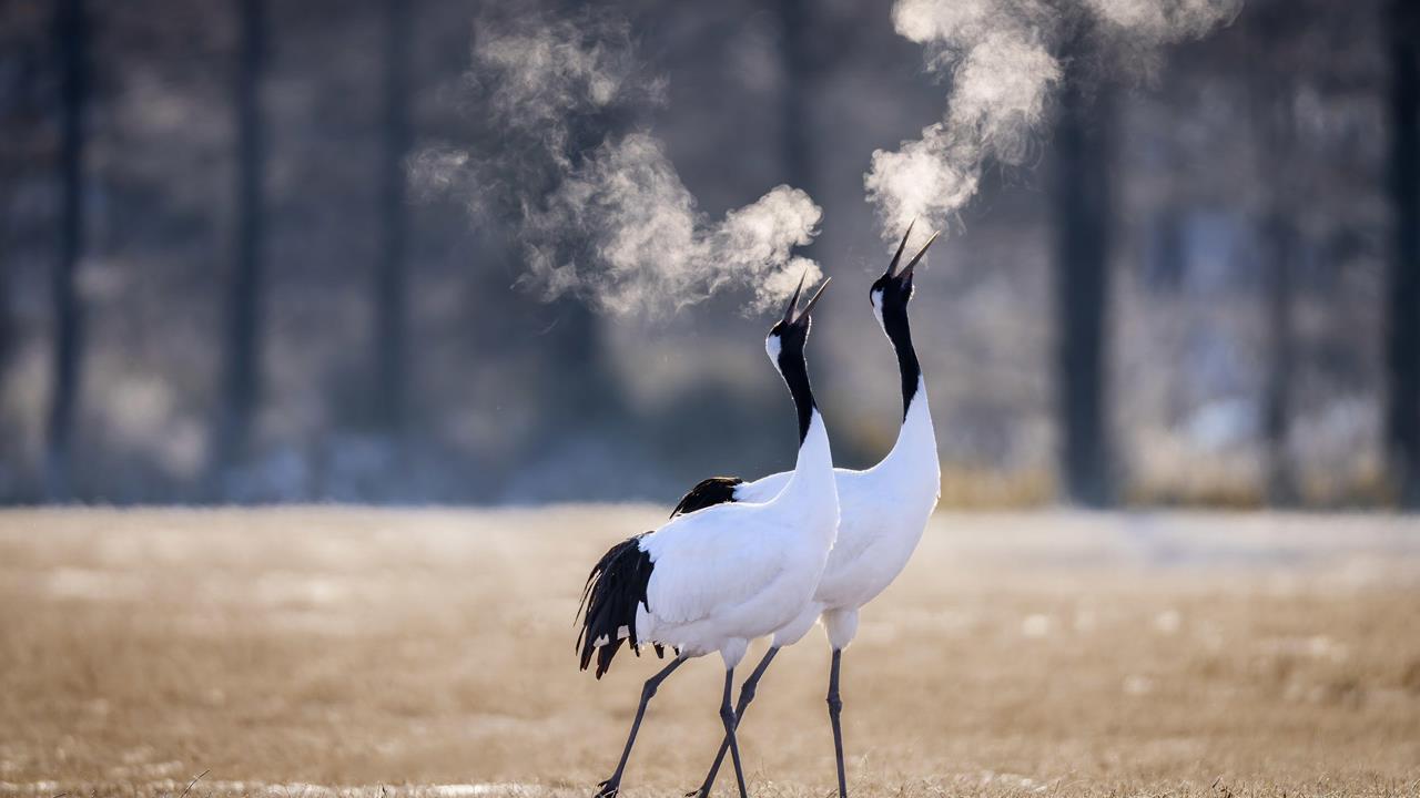 Red-crowned cranes in Kushiro - 高清壁纸 - 浮云网