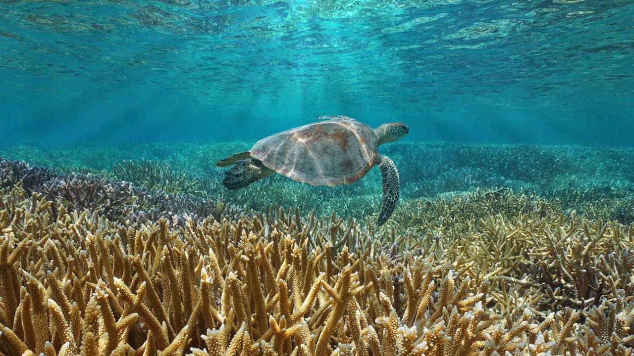 A green sea turtle swims in the Pacific Ocean near the French special ...