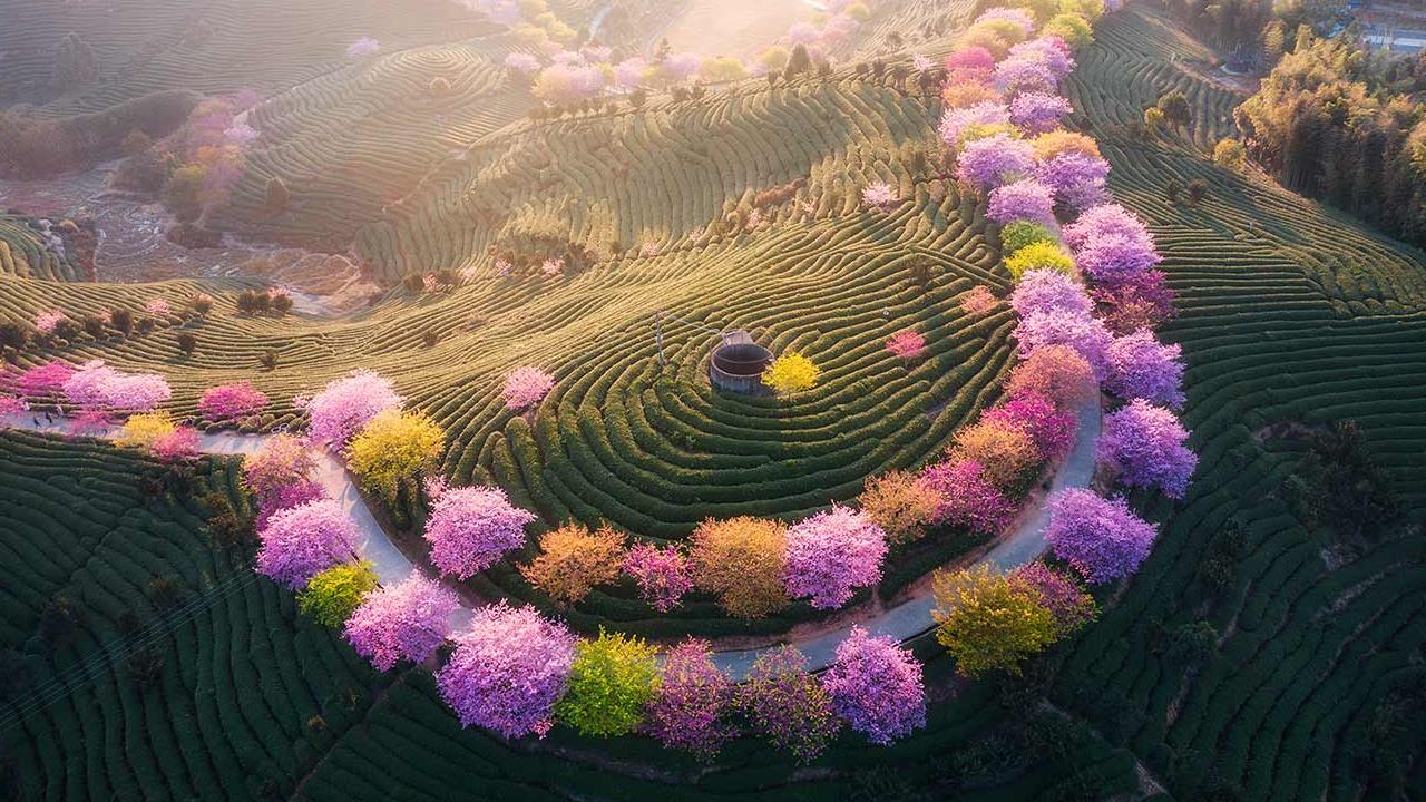 Yongfu cherry blossom garden in Longyan - 高清壁纸 - 浮云网