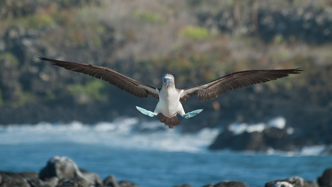 Blue-footed booby - 高清壁纸 - 浮云网